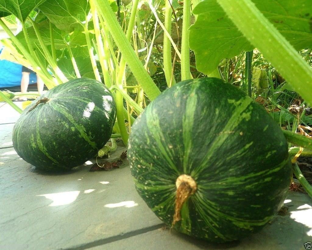 10 Kabocha Pumpkin Seeds | Exotic Garden Fruit Seeds to Plant | Sweet ...