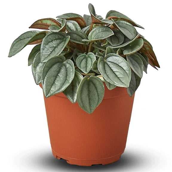 Peperomia Watermelon Live Plant for Indoor | Different Houseplants in 4 ...