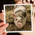 3drose, the Kunekune Is a Small Breed of Domestic Pig with a Friendly ...