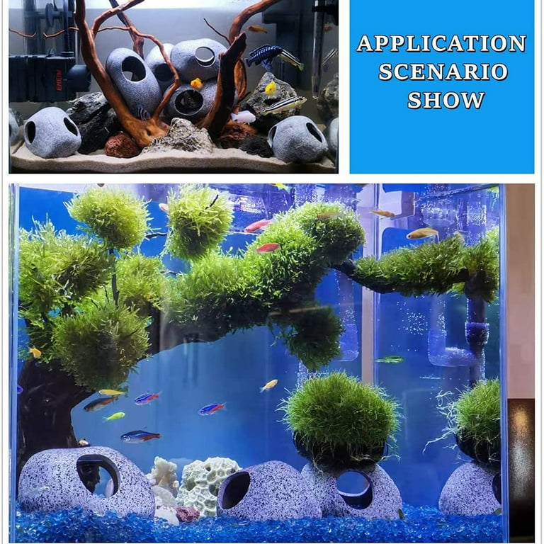 Betta Fish Centerpiece Ideas