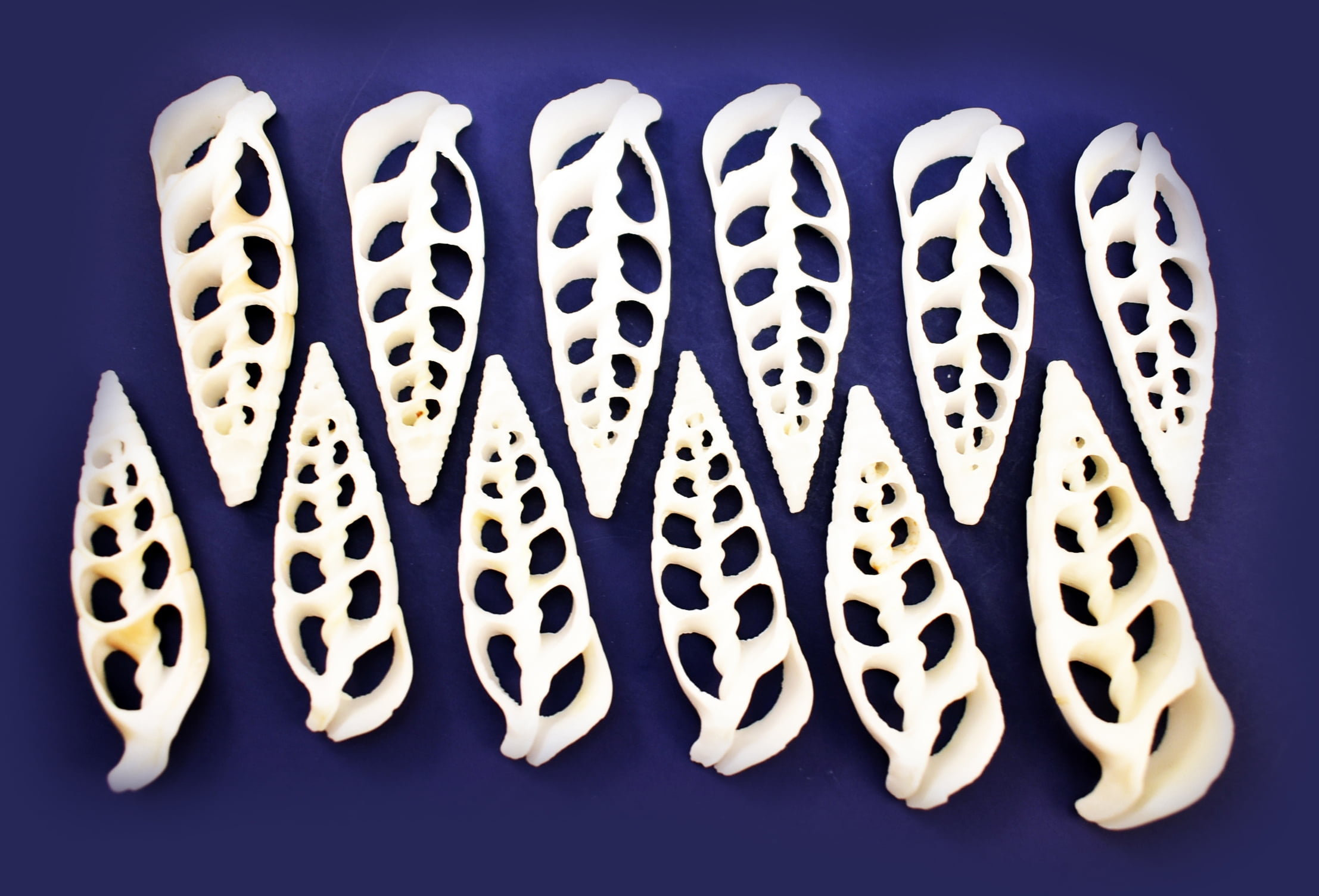 Set of 12 Center Cut White Cerithium Shells Shells Seashells 1 1/2" - 2 ...