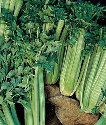Celery Tall Utah ~ BULK 100,000 Seeds Great Heirloom Vegetable ...