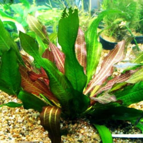Red Amazon Sword