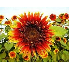 25 Gypsy Charmer Sunflower Seeds Flowers Seed Flower Perennial Sun ...