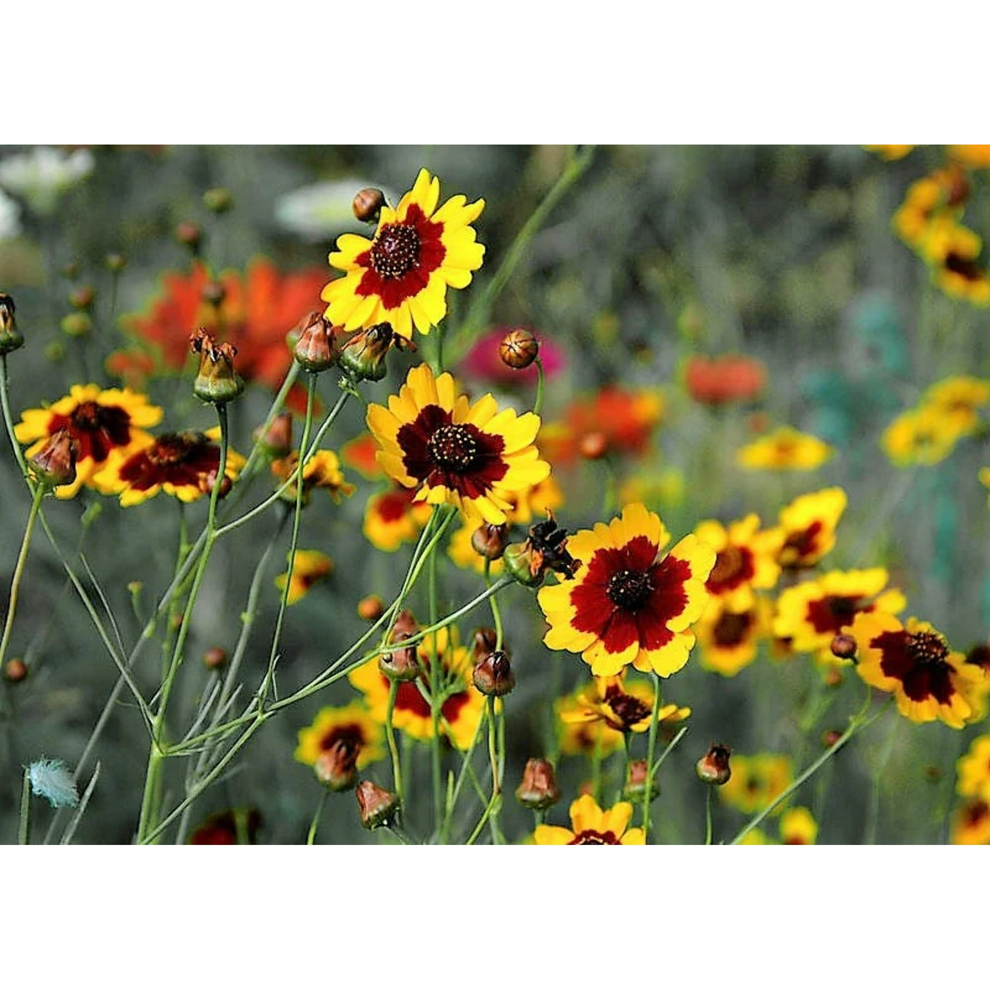 Click here for Seedville Usa 1000 Plains Coreopsis (Golden Tickse... prices