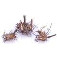 Van Zyverden Bletilla Striata Hardy Garden Orchid Set of 3 Plant Roots ...