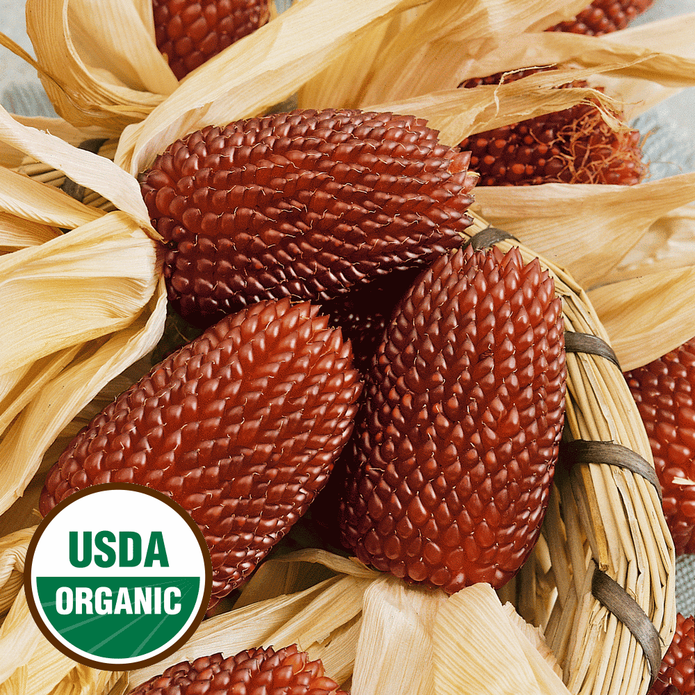 Everwilde Farms - 50 Organic Strawberry Popcorn Seeds - Gold Vault ...