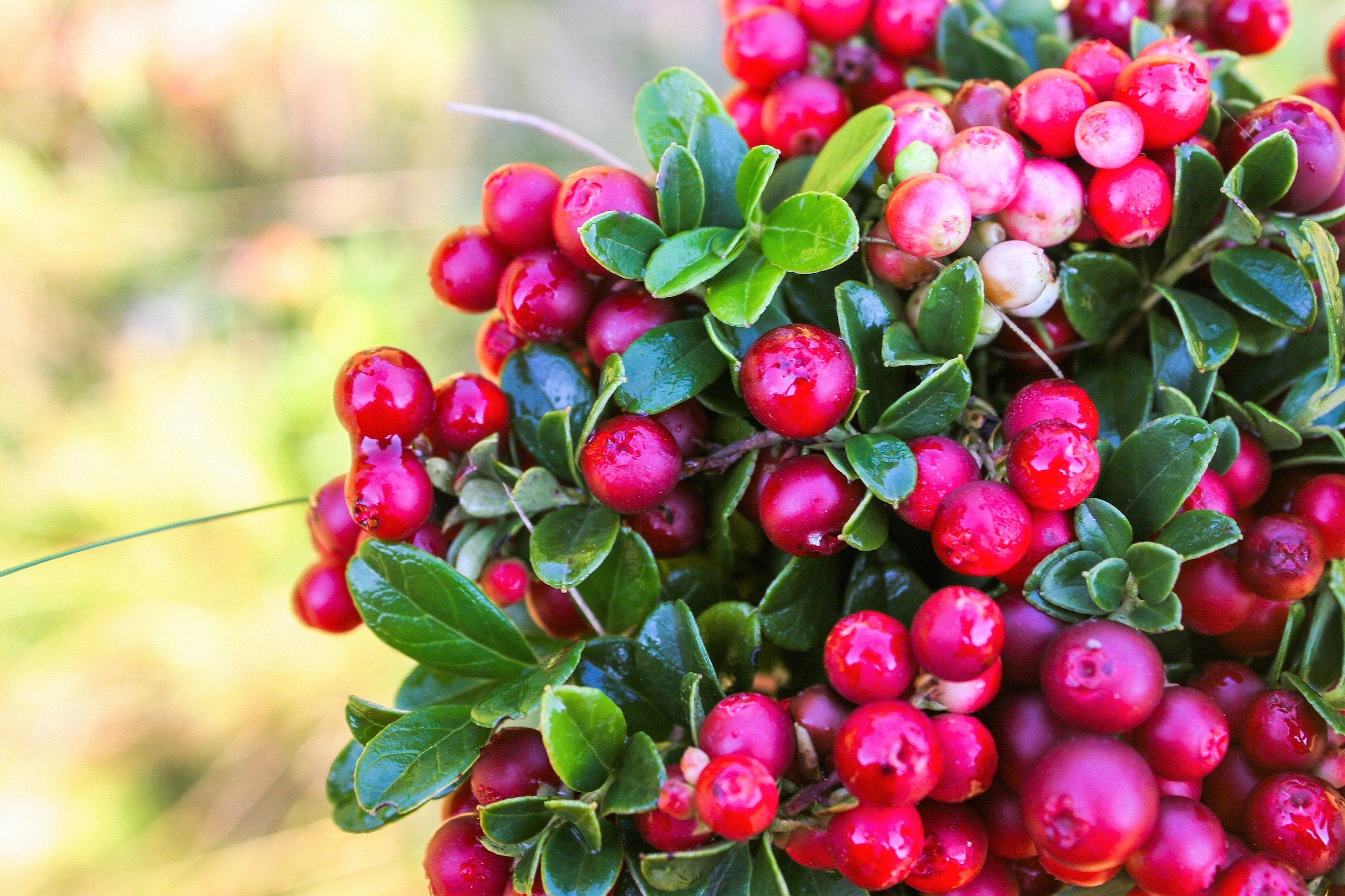 50 LINGONBERRY Mountain Cranberry Vaccinium Vitis-Idea Red Berry Edible ...