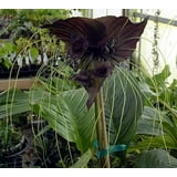 Rare Black Bat Plant -Tacca chanterii - Exotic Houseplant - 4" Pot ...