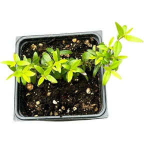 20 TRUE MYRTLE Myrtus Communis aka Common & Sweet Myrtle Fragrant White ...
