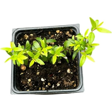 20 TRUE MYRTLE Myrtus Communis aka Common & Sweet Myrtle Fragrant White ...