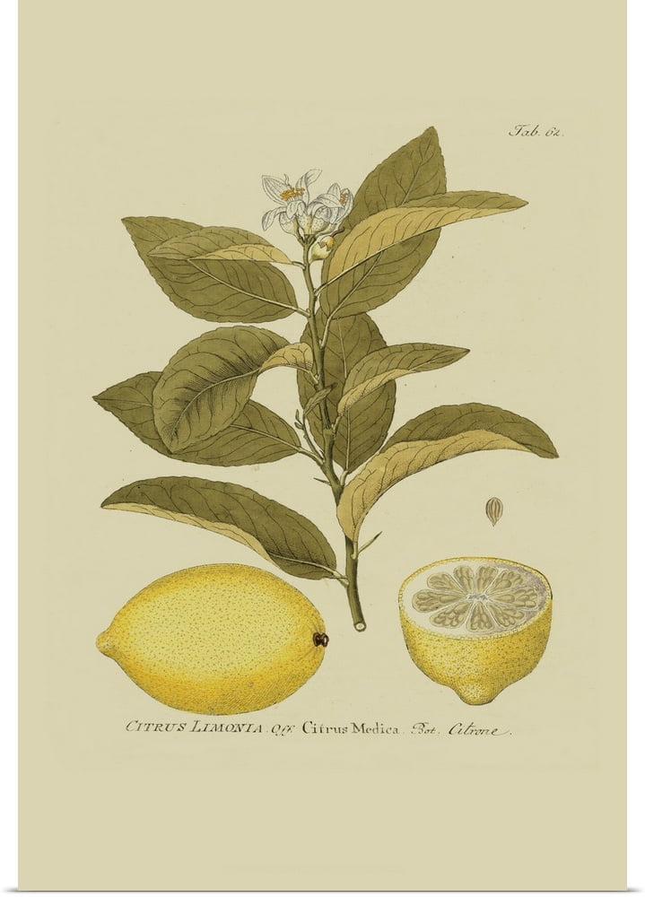 Vintage Lemon Art