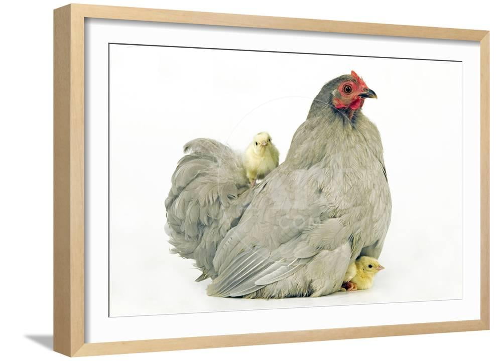 Domestic Chicken Hen and Chicks, Animals Scenic Framed Art Print Wall ...
