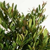 Southern Living Cast in Bronze Distylium Live Shrub in 2-Gallon Grower ...