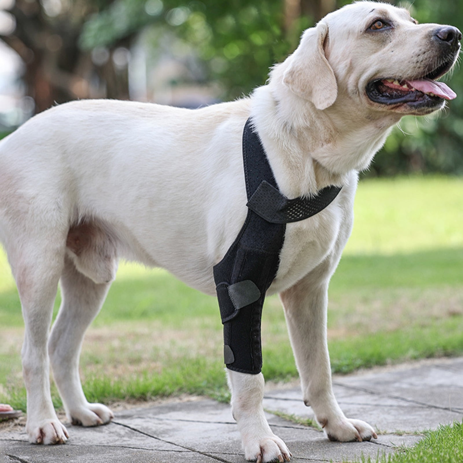 Rygai Dog Knee Brace Dog Knee Rear Leg Brace with Fastening Strap Wear ...