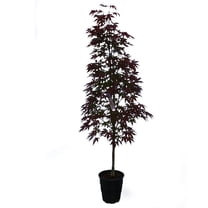 Expert Gardener 4-5' Maple Japanese Orangeola in 2 gal. Grower Pot ...
