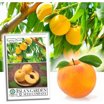 Peach Tree Seeds - 2 Large Seeds - Grow Fruit Bearing Bonsai - Made in ...