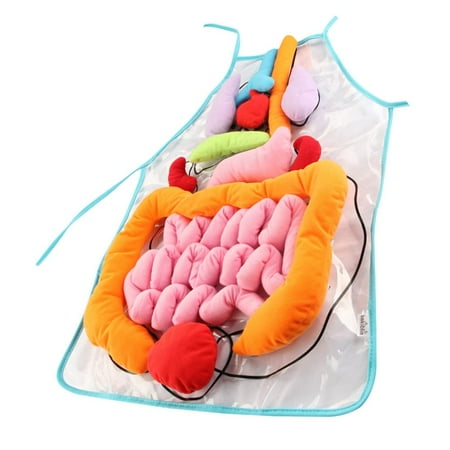1 Set 3D Organ Apron, Human Body Organs Cognitive Toy 3D Body Organs ...
