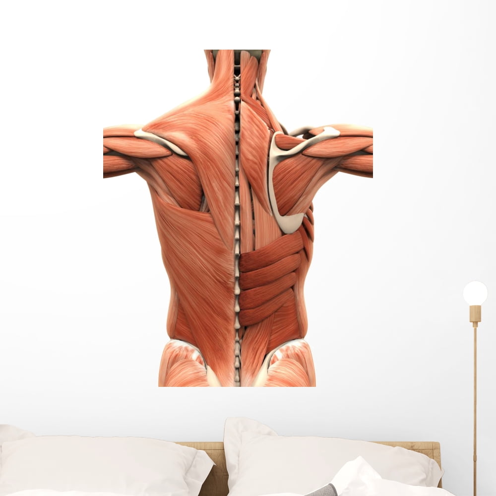 Muscular Anatomy Back Wall Mural by Wallmonkeys Peel and Stick Graphic ...