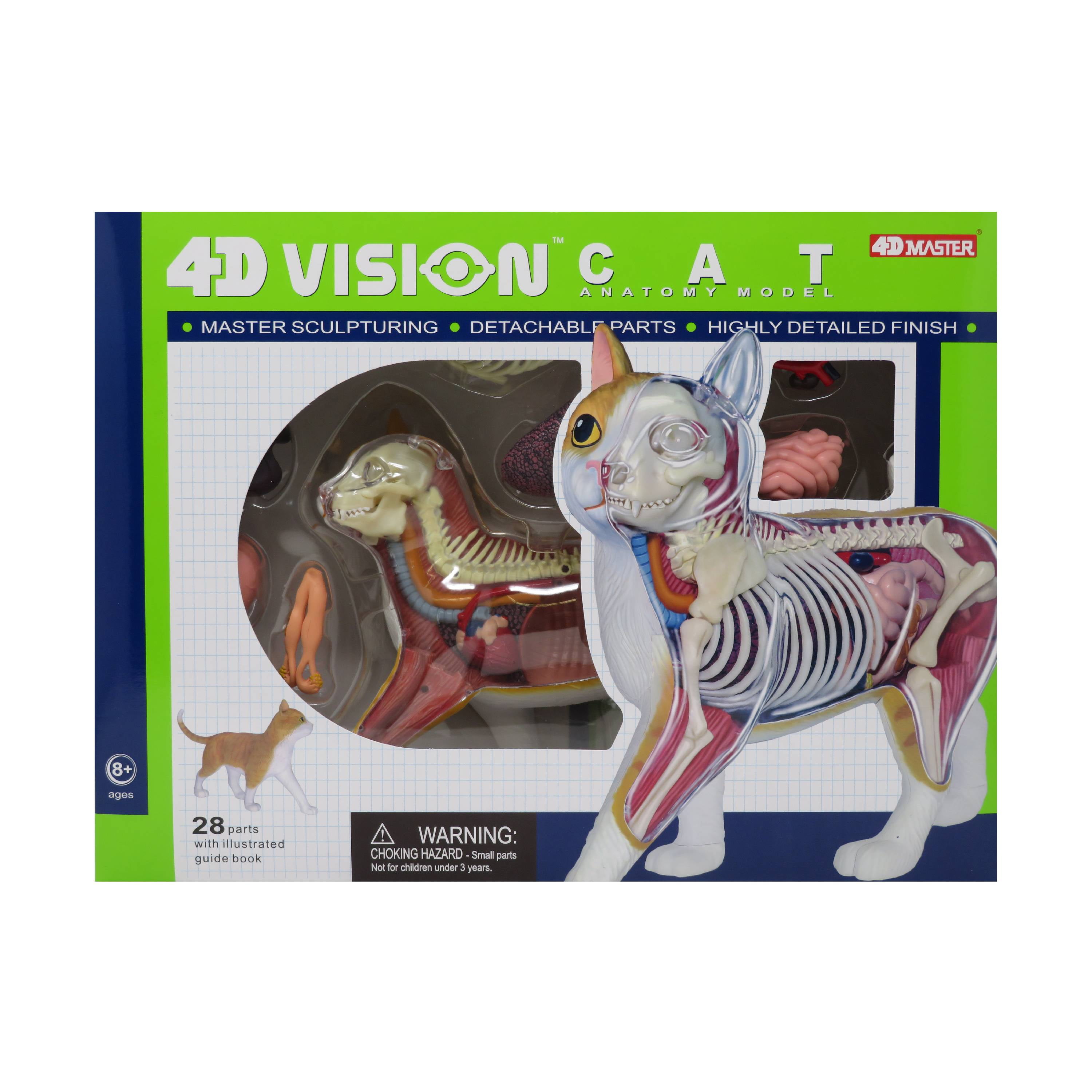 4D Vision Orange Cat Anatomy Model - Walmart.com