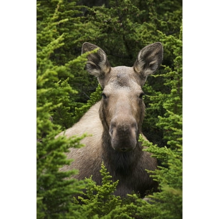 Moose Cow Moose Bedded Down Amongst Hemlock Boughs, Powerline Pass ...