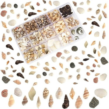 Decorative Natural Conch Sea Shell - Garden Quality 6"-8", Imperfect ...