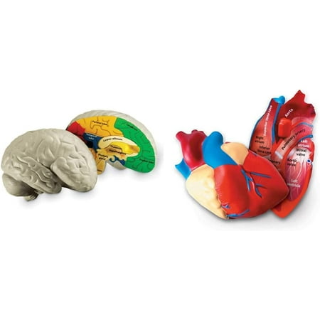 Cross-Section Brain Model, 2 Piece & Cross-Section Human Heart Model ...
