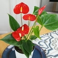 16in. Tall Red Anthurium in 4.25in Decor Pot; Indirect Light, Easy Care ...