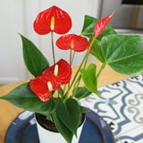 16in. Tall Red Anthurium in 4.25in Decor Pot; Indirect Light, Easy Care ...