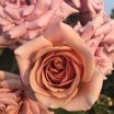 Heirloom Roses Twilight Zone Grandiflora Rose - Fragrant Purple Live ...