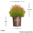 Southern Living Fire Chief Arborvitae Live Shrub in 2-Gallon Grower Pot ...