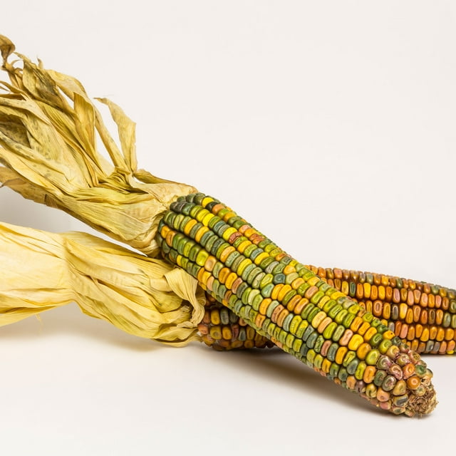 Corn Seeds - Ornamental - Earth Tones Dent - 5 Lb ~16,000 Seeds - Zea ...