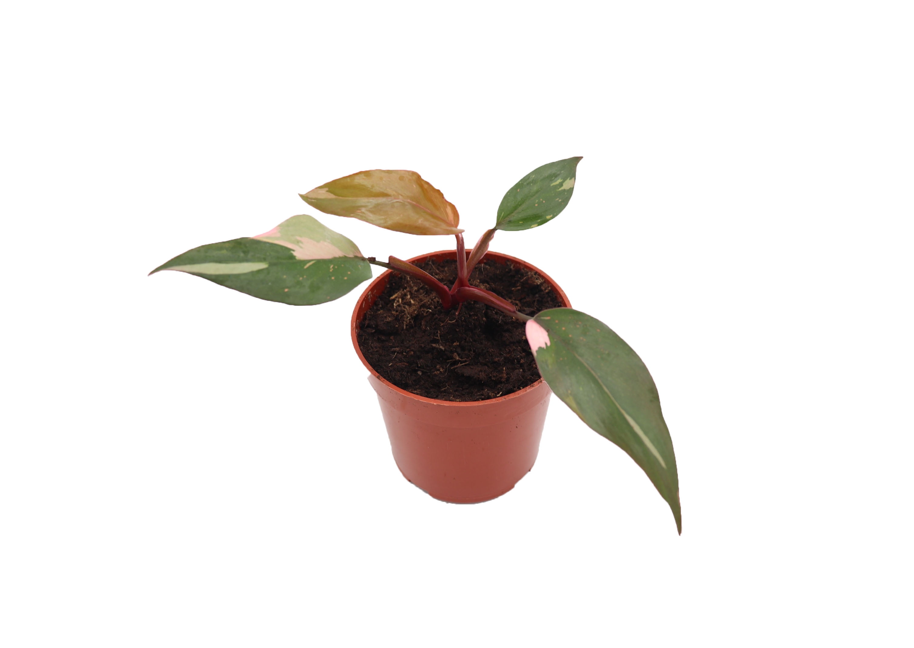 Walmart Pink Princess Philodendron