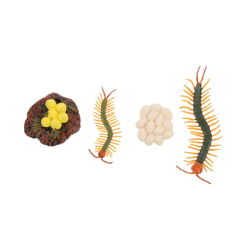 Centipede Life Cycle