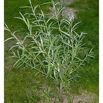 Live Austree Willow Trees - 18 Hybrid for Garden, Yard, Outside - Fast ...