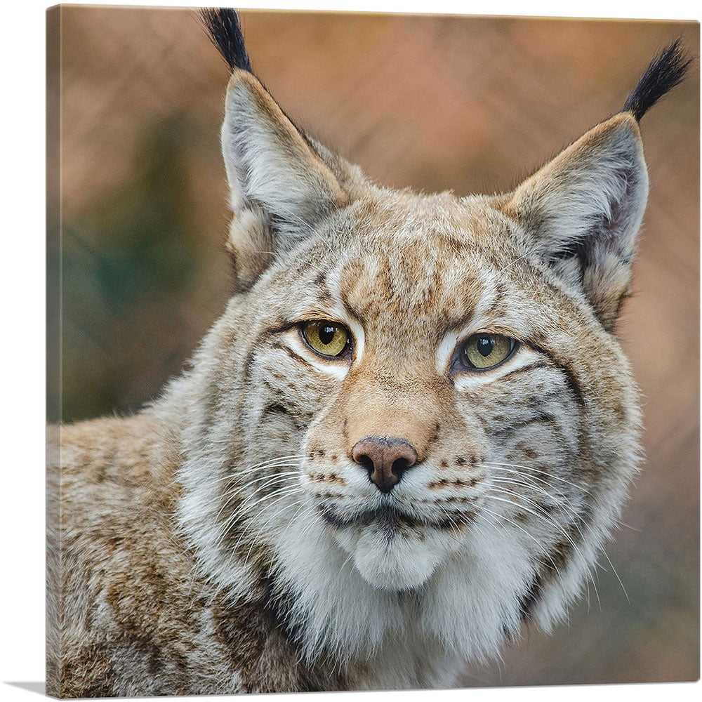 ARTCANVAS Lynx In Forest Home Decor Square Canvas Art Print - Size: 18" x 18" (1.50" Deep ...
