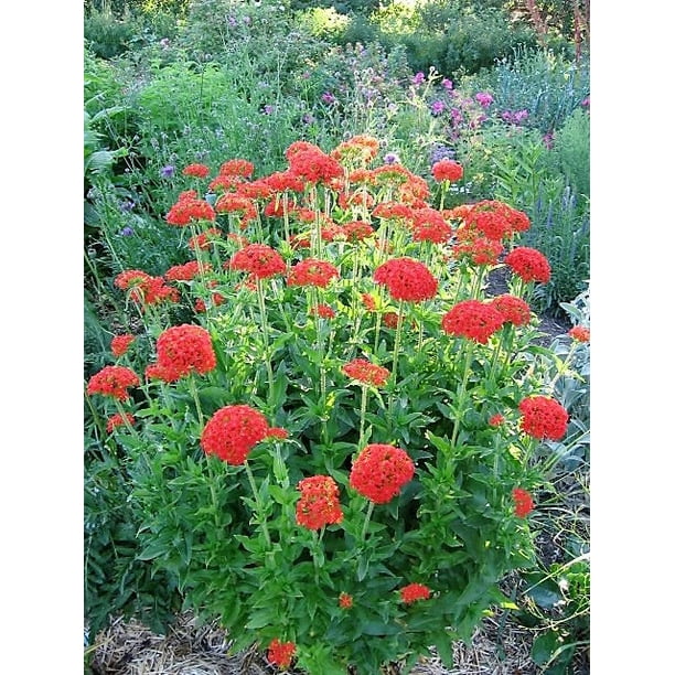 70 RED LYCHNIS Chalcedonica / Rose Campion / Catchfly Flower Seeds ...
