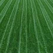 Clumping Tall Fescue