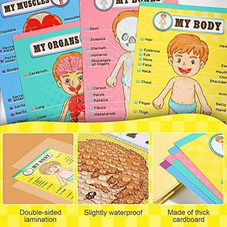 Human Body Parts Poster For Kids