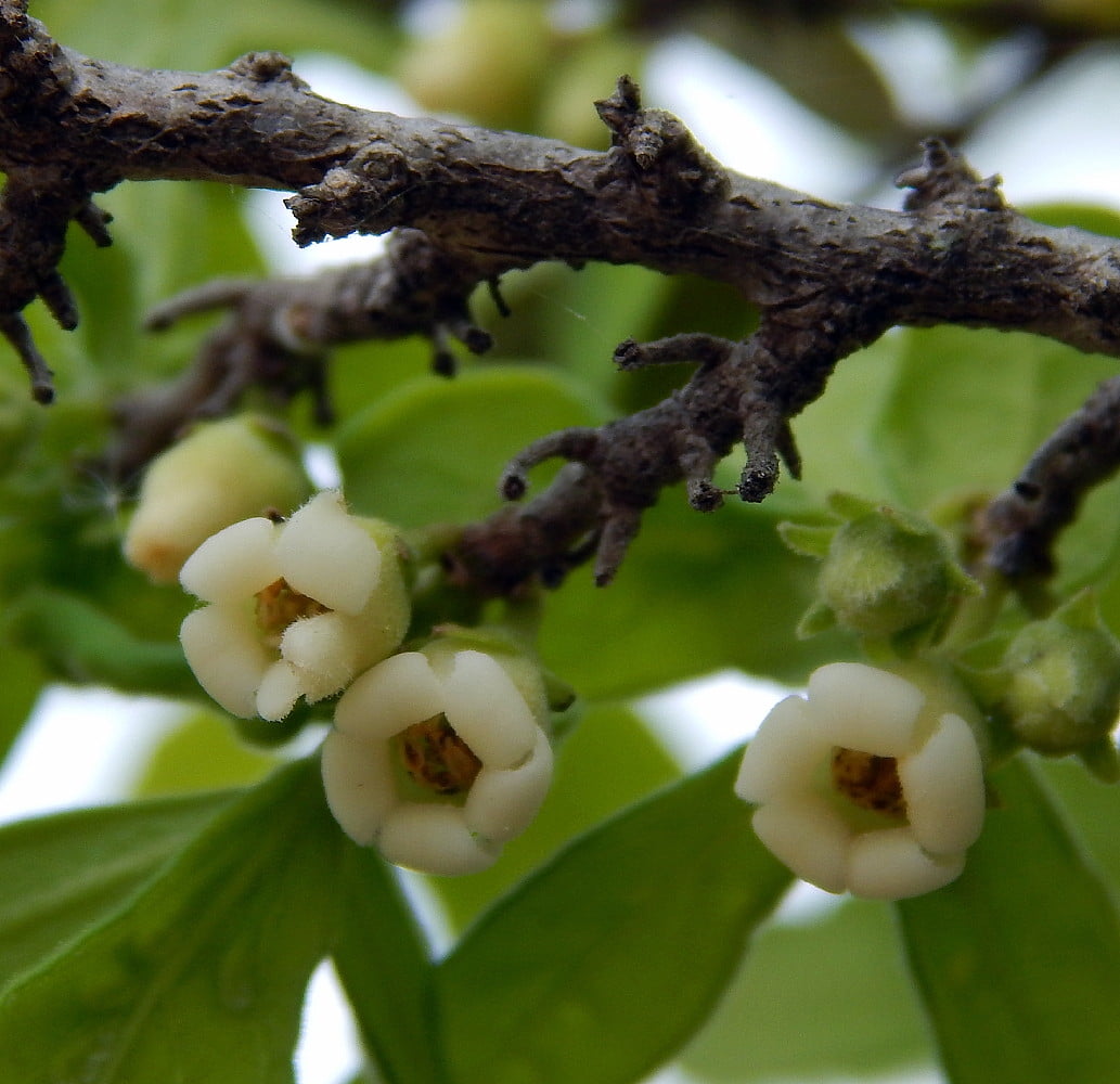 Persimmon Tree Flower