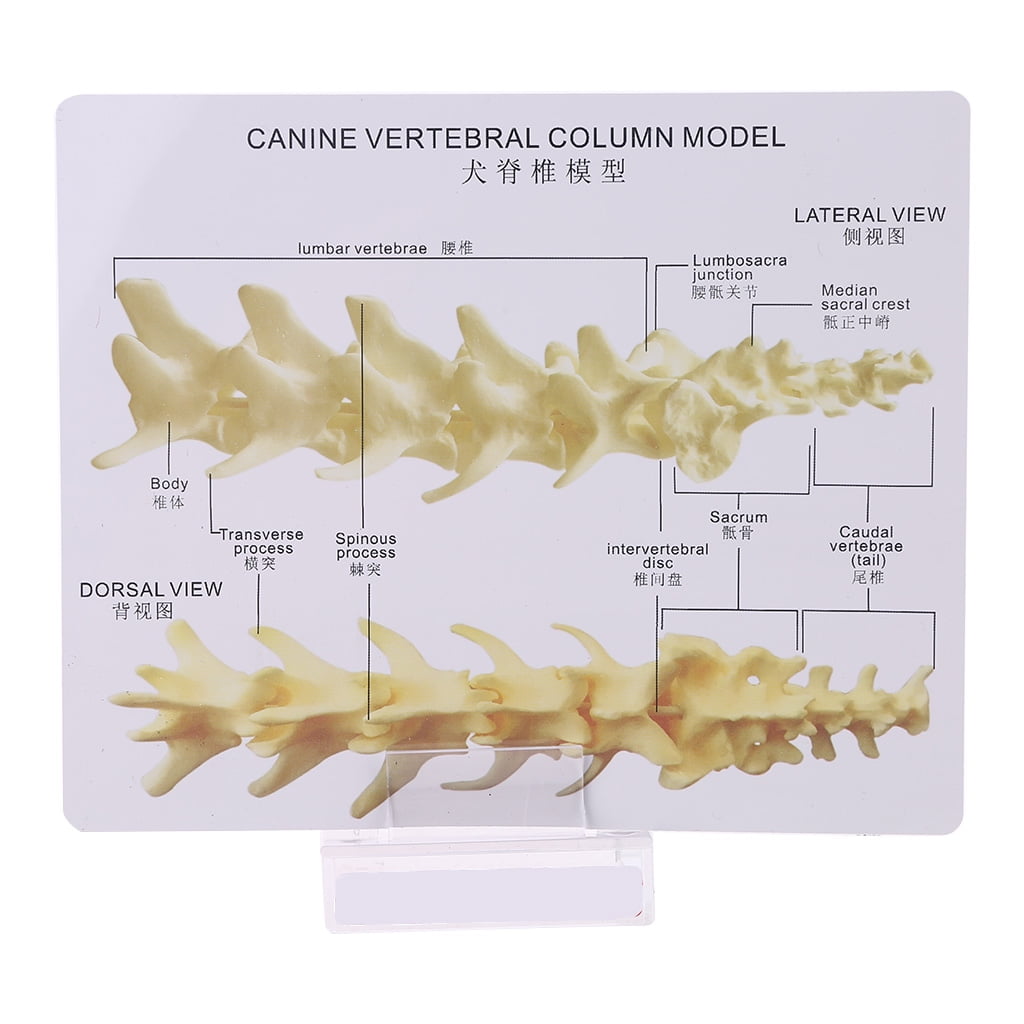 Canine Spinal Column