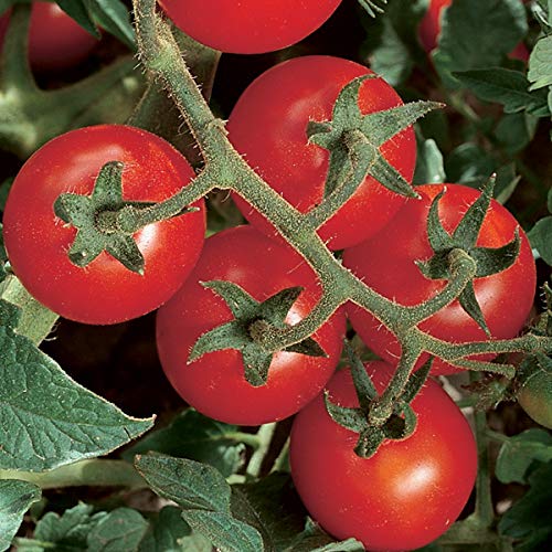 Burpee ' Chadwick Cherry' Organic | Red Cherry Tomato | 75 Seeds ...