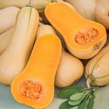 Burpee Burpee's Butterbush Winter Squash Vegetable Seed, 1-Pack ...