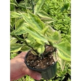 Variegated Devil's Backbone, Devil's Roots, Japanese Poinsettia ...