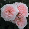Heirloom Roses Live Plant - Magnificent Perfume™ Shrub Rose Bush - Pink ...