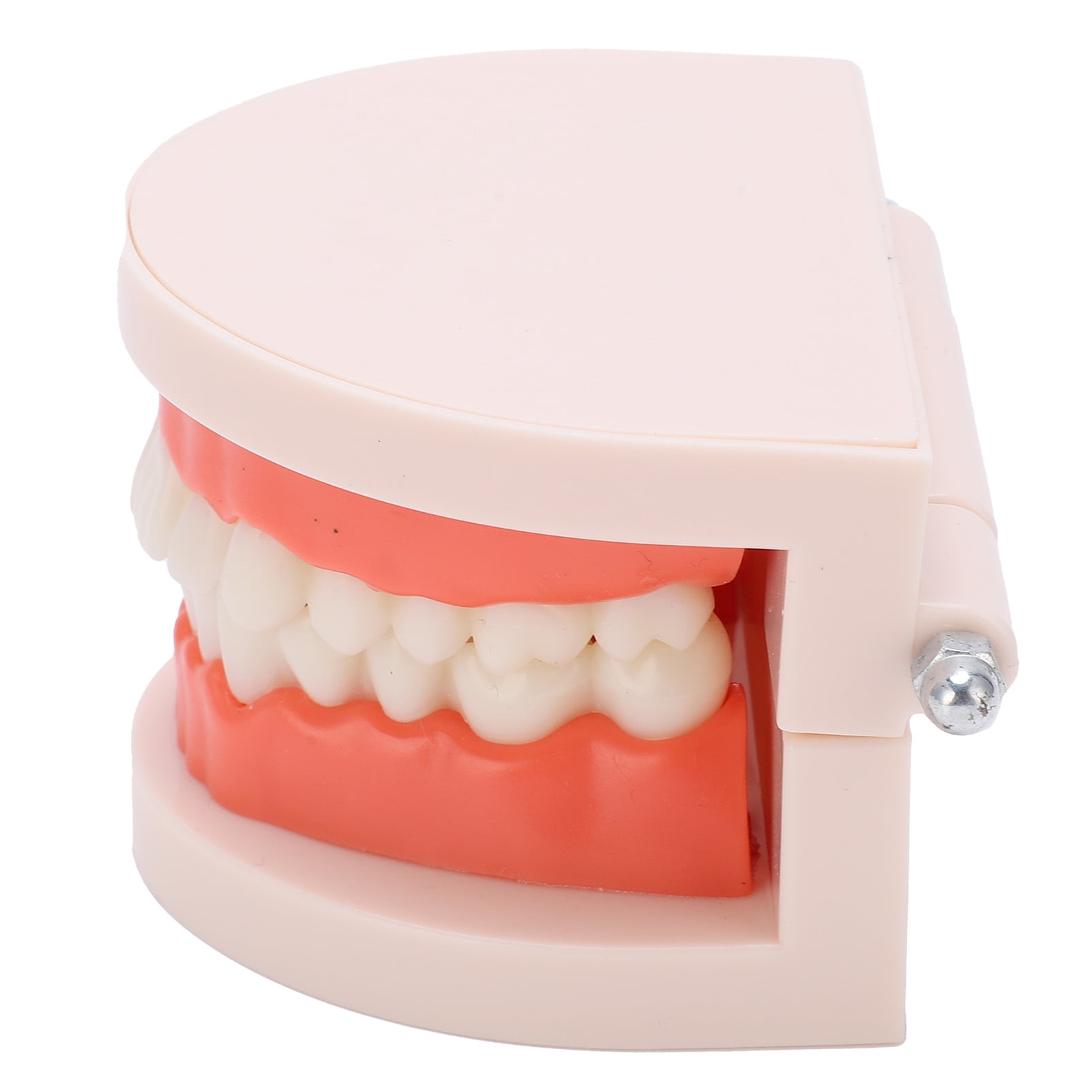Modelo de dentadura postiza modelo de dientes realista PVC profesional ...
