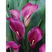 Sumatra Calla Lily Bulb 14/16cm - Gorgeous Pink! - Walmart.com