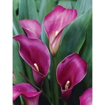 Sumatra Calla Lily Bulb 14/16cm - Gorgeous Pink! - Walmart.com