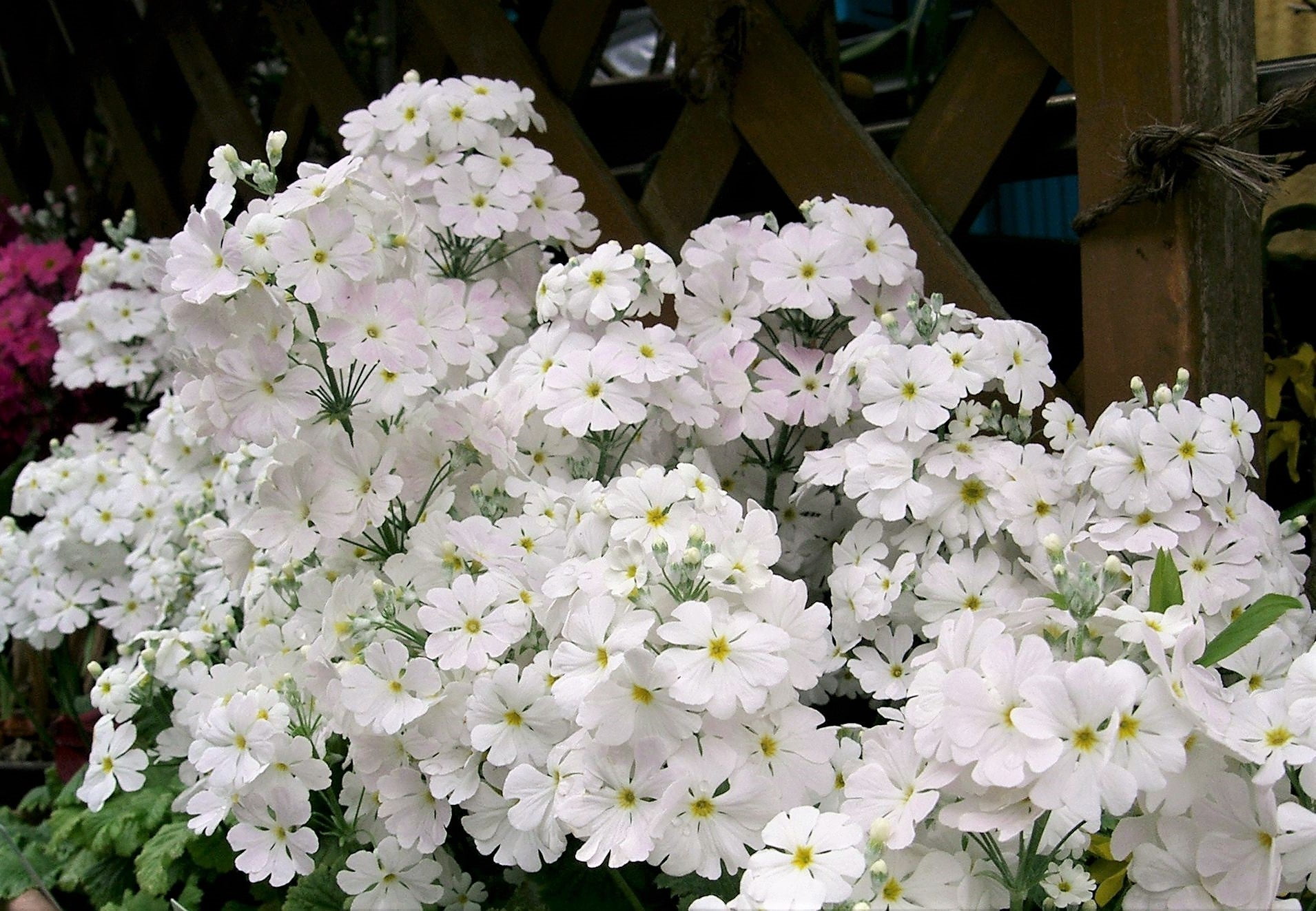 100 WHITE FAIRY PRIMROSE Primula Malacoides Baby Primrose Shade ...