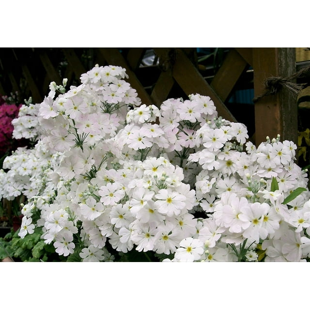 100 WHITE FAIRY PRIMROSE Primula Malacoides Baby Primrose Shade ...